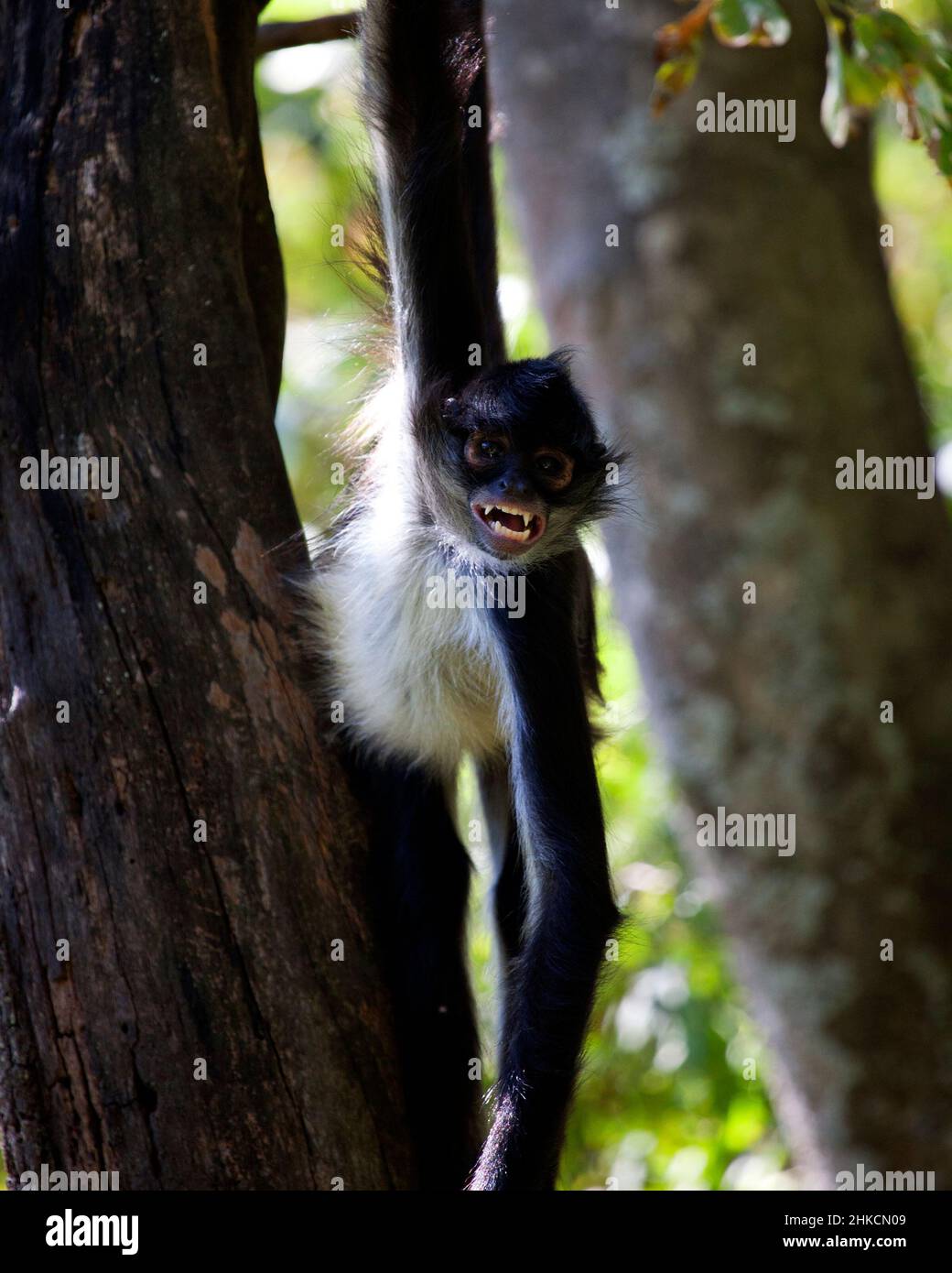Angry monkey hi-res stock photography and images - Alamy