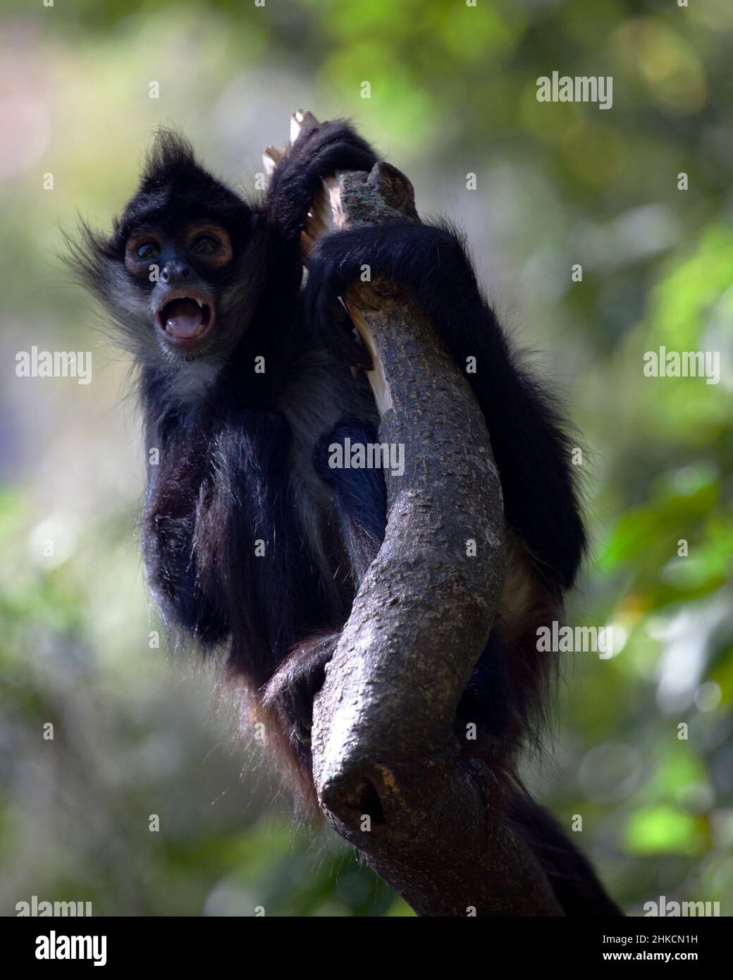 Close up portrait of a Spider Monkey (Ateles geoffroyi)hanging from ...