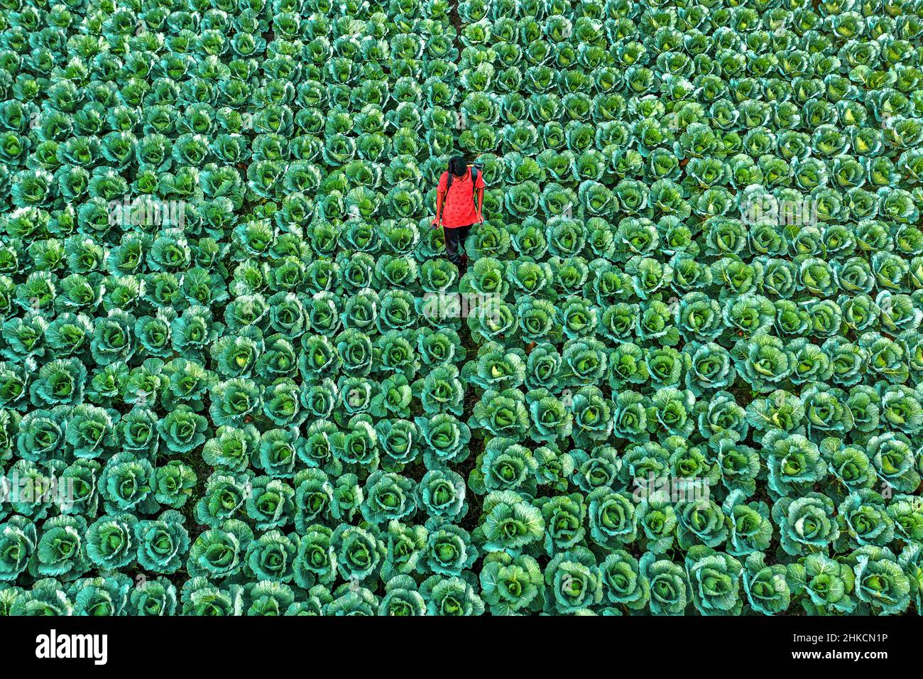 Cabbage patch hi-res stock photography and images - Alamy