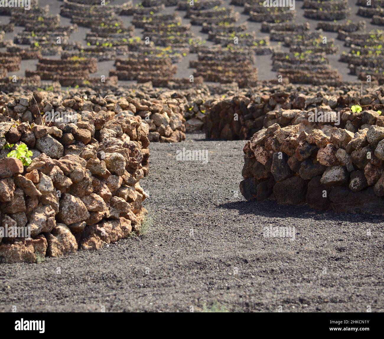 Volcanic stone structures for growing vines, Lanzarote Island, Canarias ...