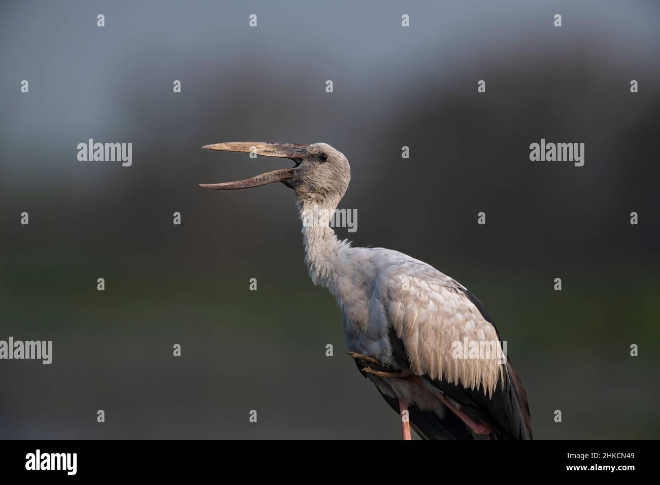 Open billed stork Stock Photo - Alamy