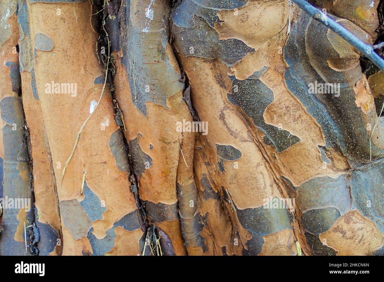 Racine vegetal hi-res stock photography and images - Alamy