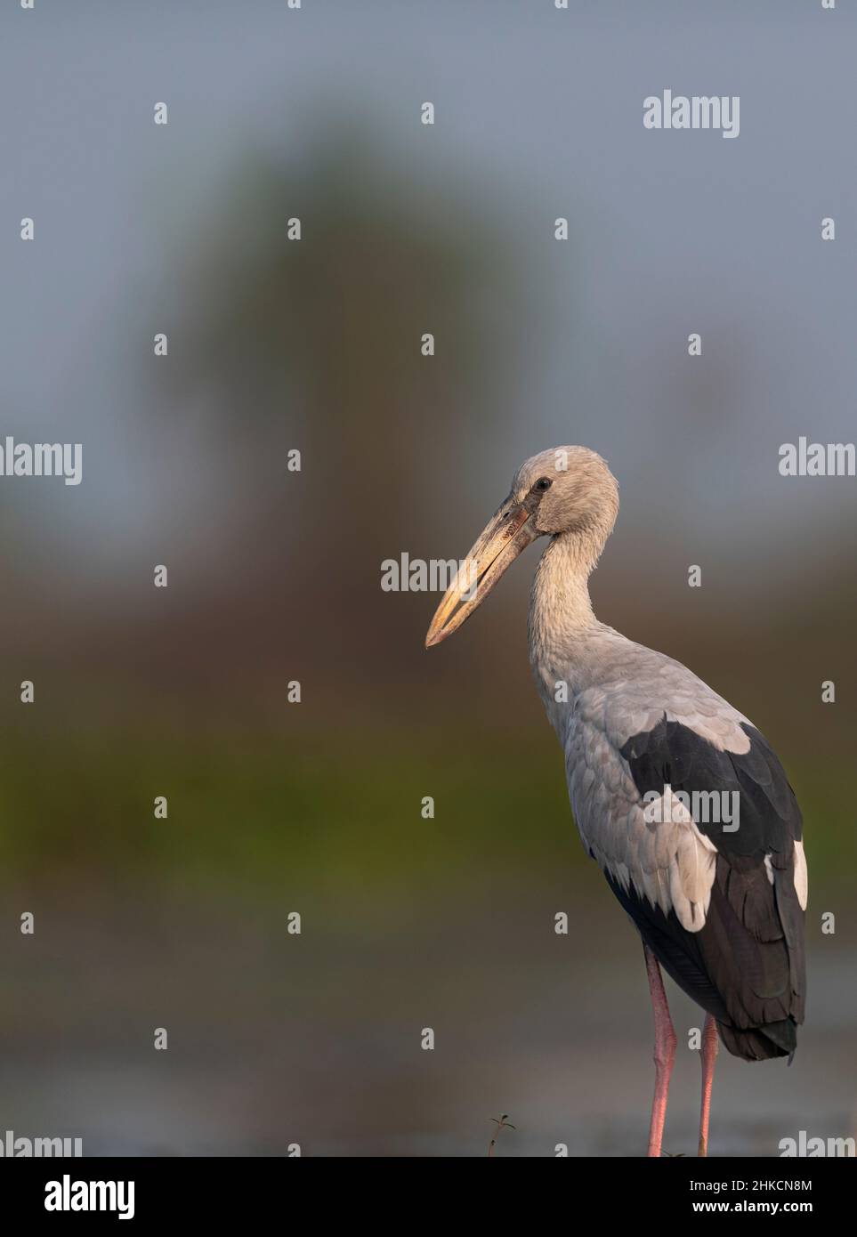 Open billed stork Stock Photo - Alamy