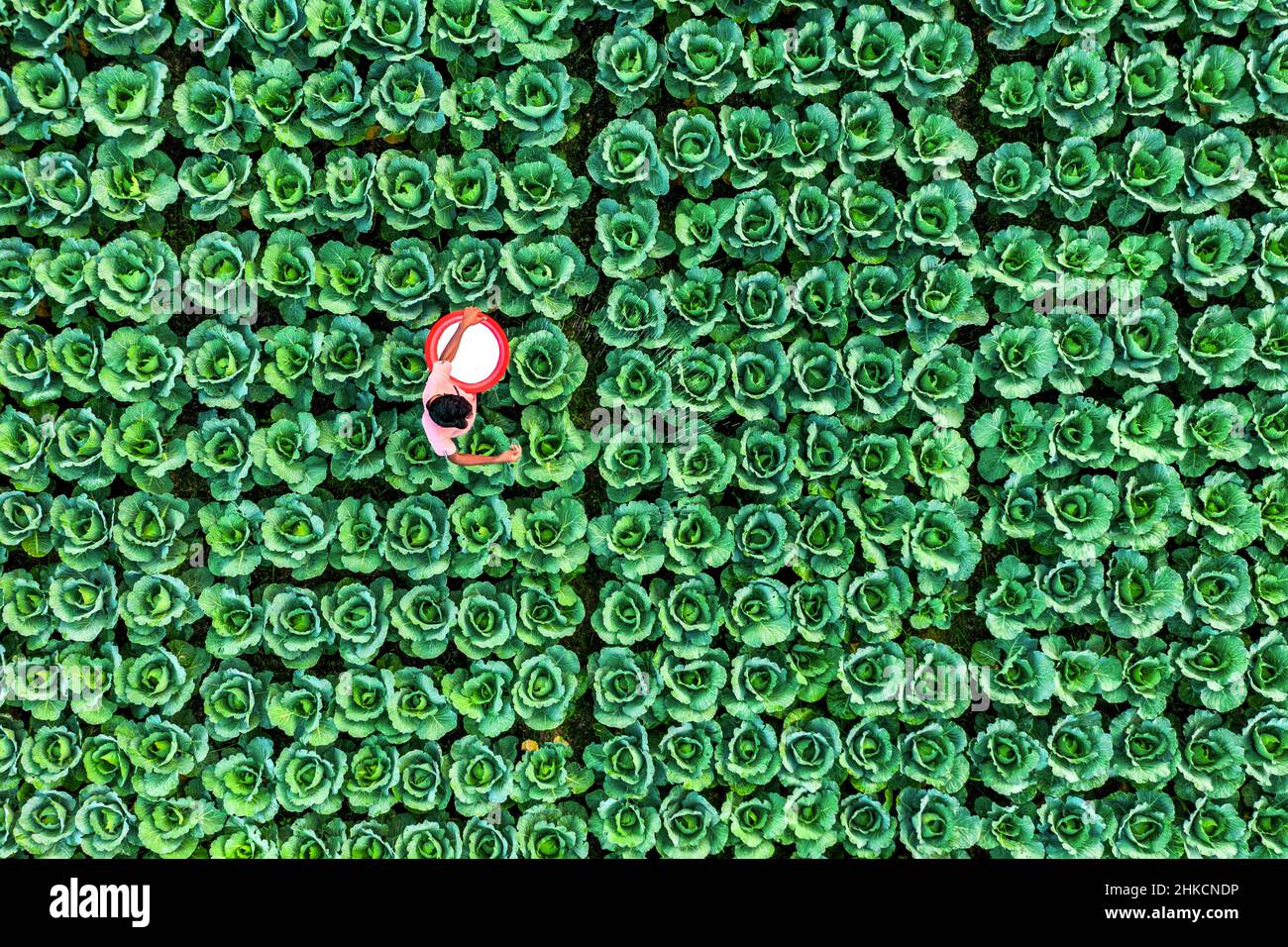 Green cabbage patch hi-res stock photography and images - Alamy