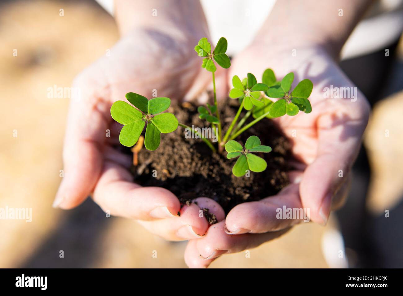 Hands holding young plant on blur green nature background and sunslight ...