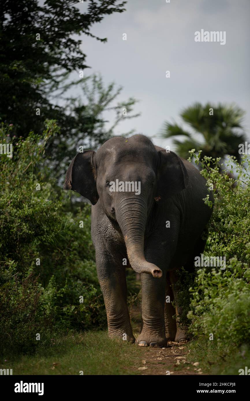 Asian elephants trees india hi-res stock photography and images - Alamy
