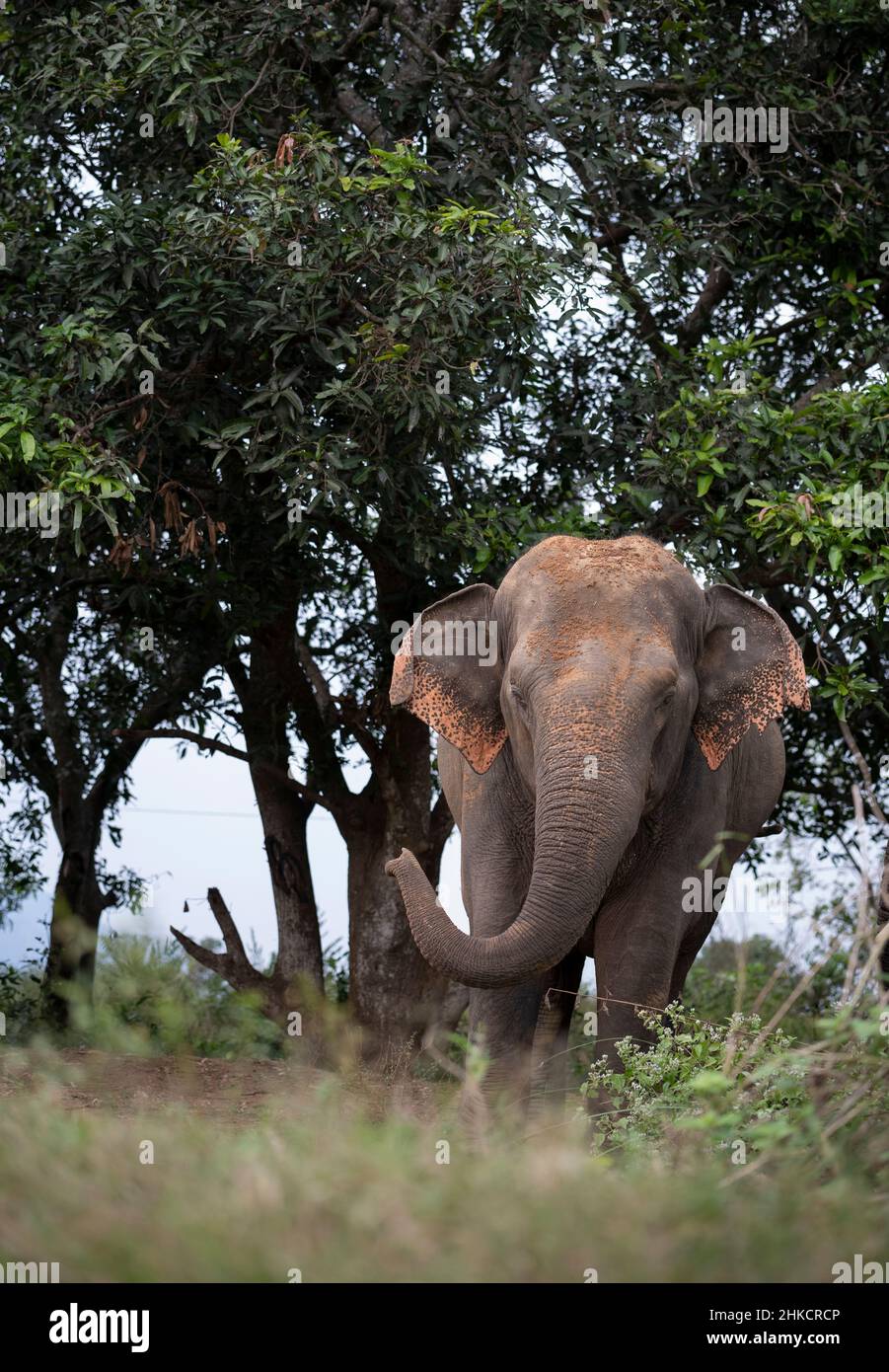 Asian elephants nature trees india hi-res stock photography and images ...