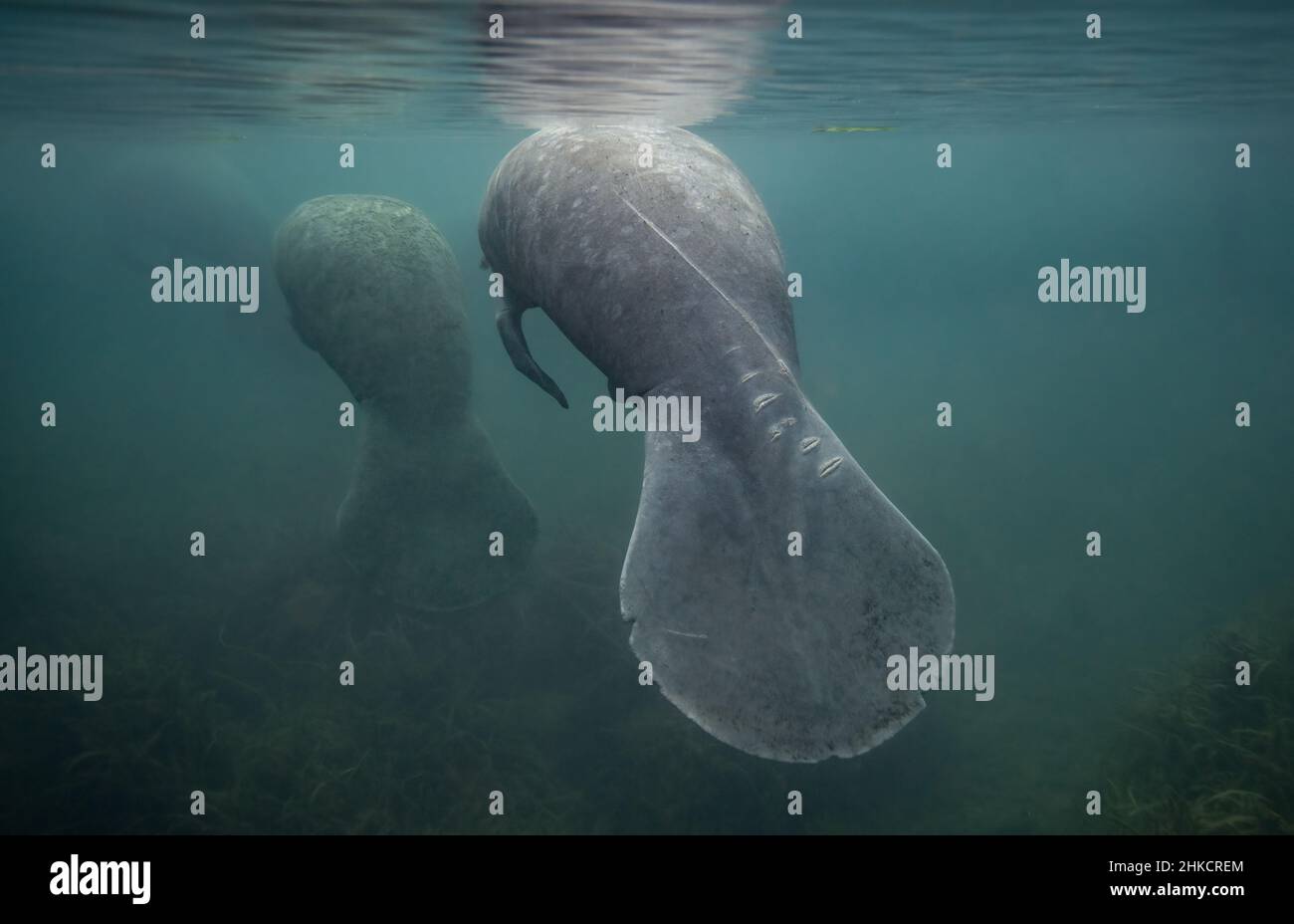 A manatee underwater in Florida Stock Photo - Alamy