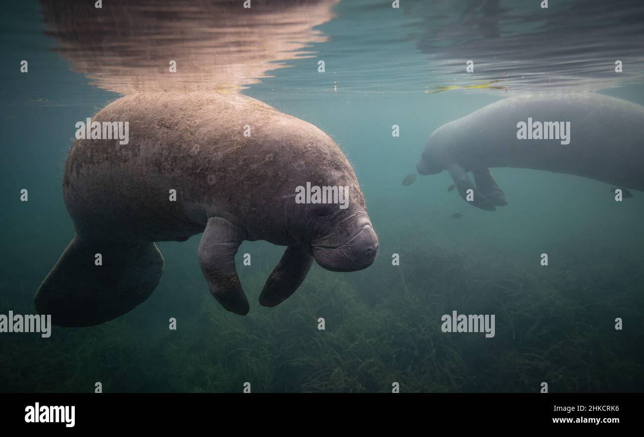 A manatee underwater in Florida Stock Photo - Alamy