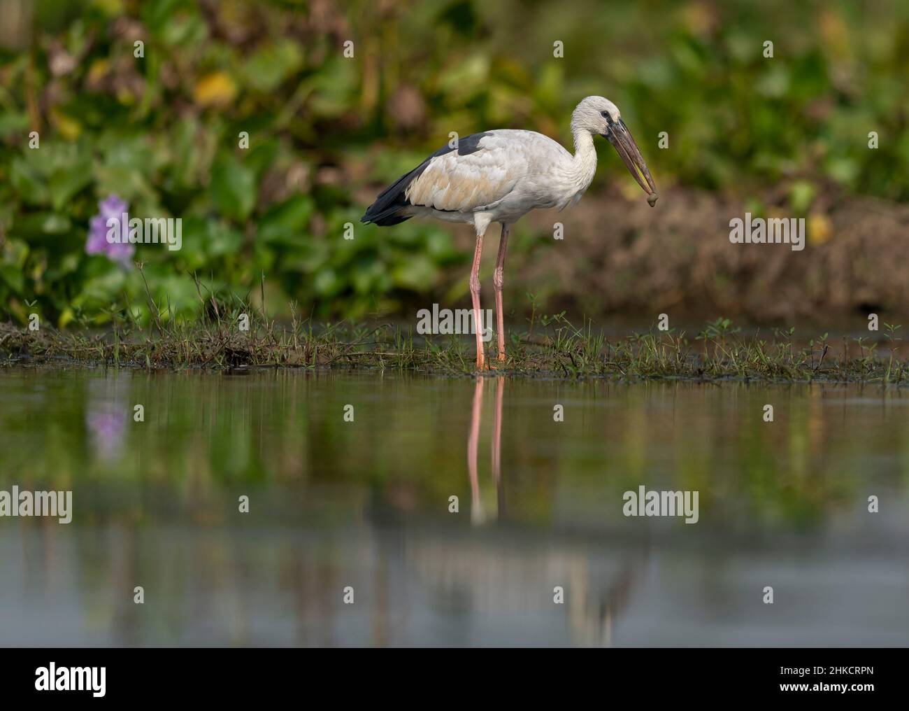 Open billed stork Stock Photo - Alamy
