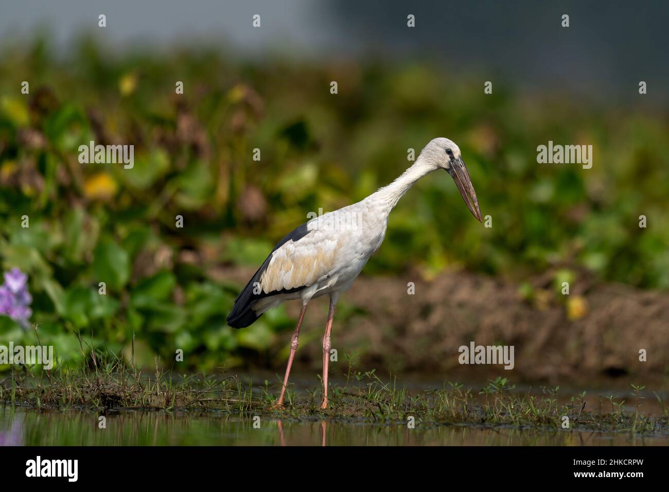 Open billed stork Stock Photo - Alamy