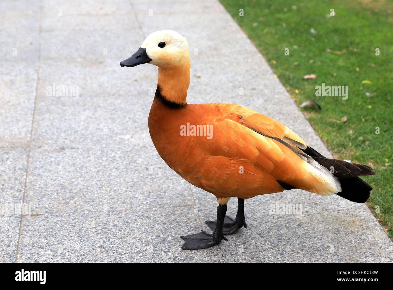 Ogar red duck, Tadorna ferruginea sits on a green lawn in spring ...