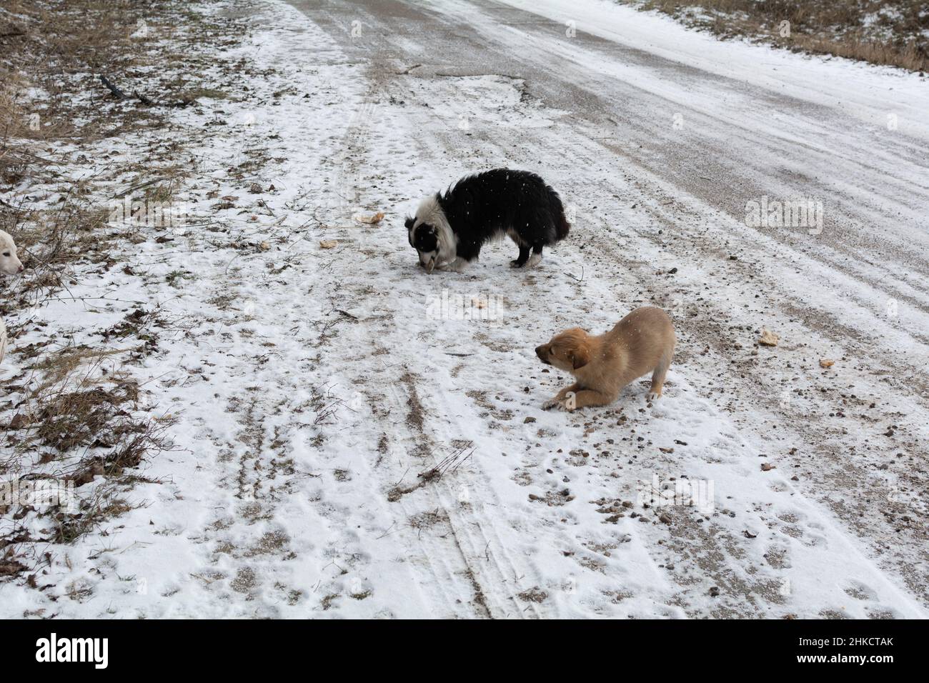 Homeless puppies eat bread outside in the snow near the highway. A ...