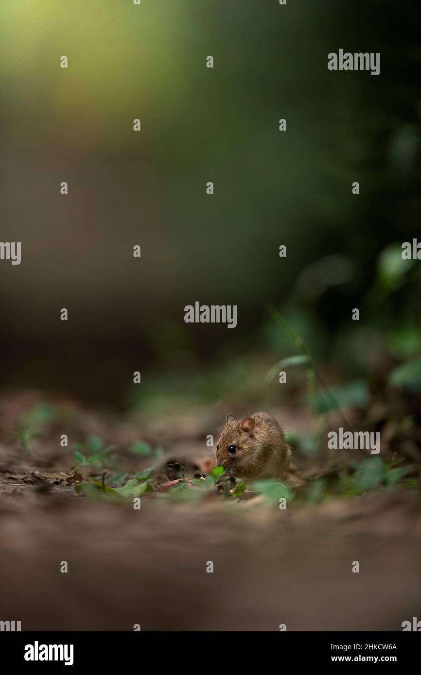 Bronze mouse hi-res stock photography and images - Alamy