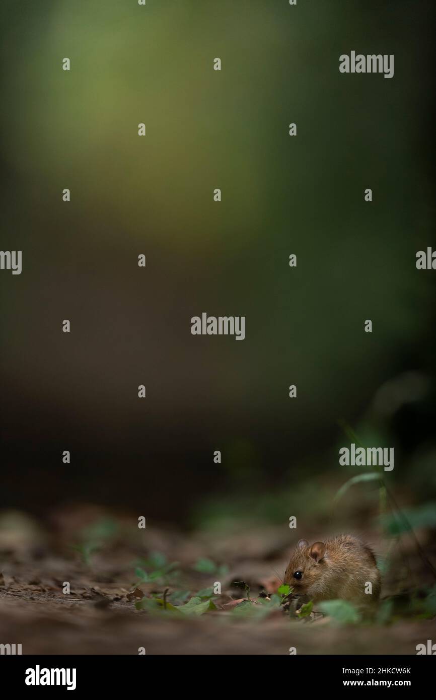 Wild contrast hi-res stock photography and images - Alamy