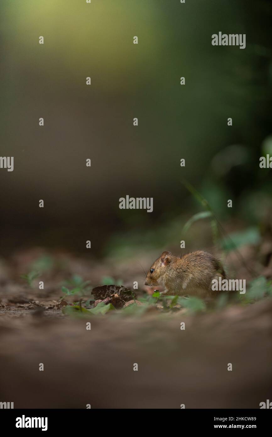 Wild mouse hi-res stock photography and images - Alamy