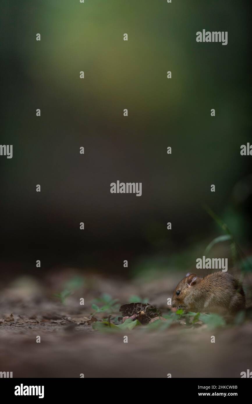 Wild mouse hi-res stock photography and images - Alamy