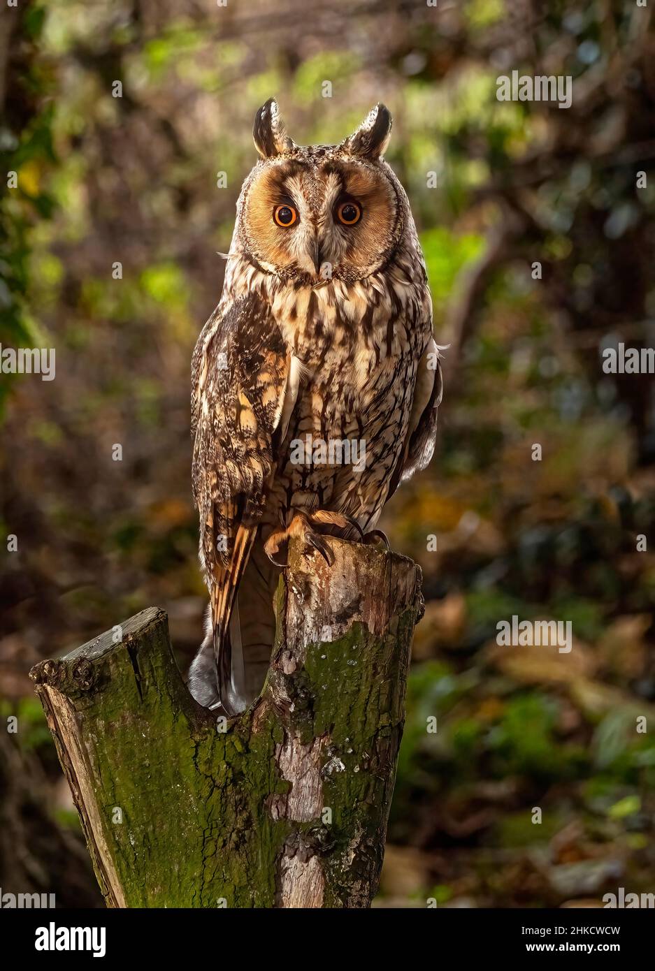 Long Eared Owl Stock Photo - Alamy