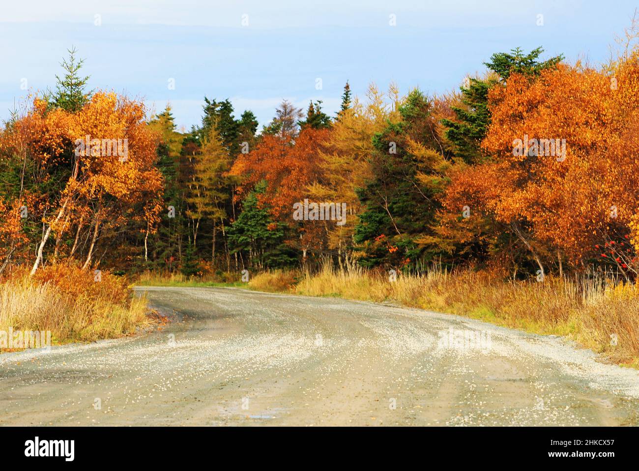 A tree lined country road in autumn, leaves in fall colors Stock Photo ...