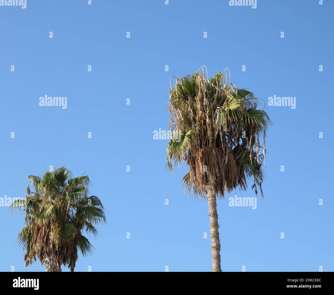 Palm Trees in Cyprus Stock Photo - Alamy