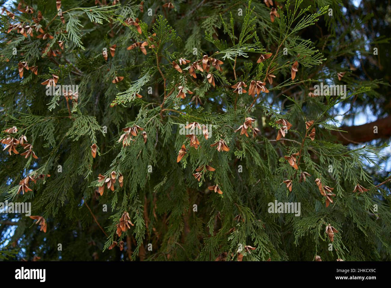 Calocedrus decurrens branch and trunk close up Stock Photo - Alamy