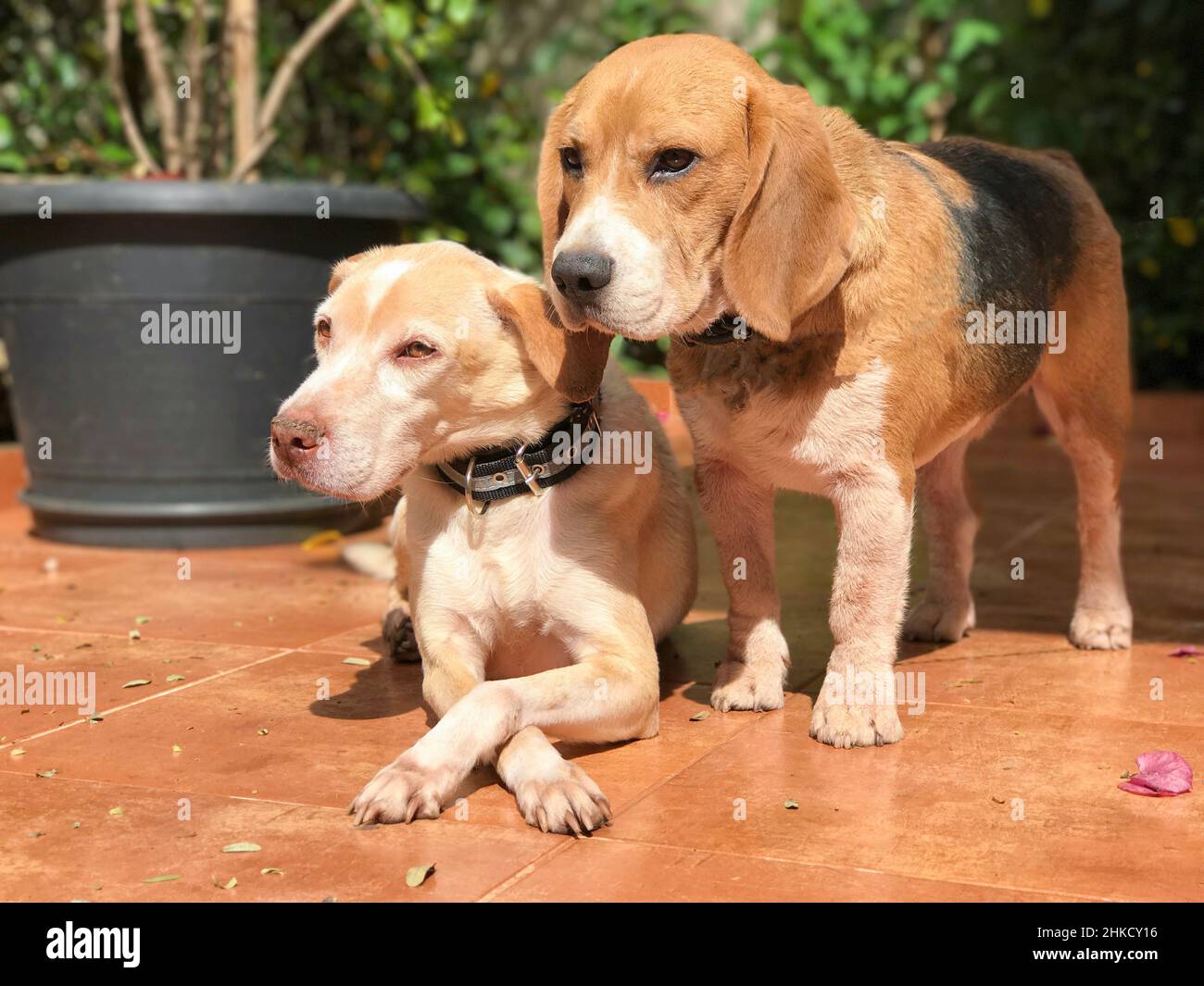 Beagle puppies hi-res stock photography and images - Alamy