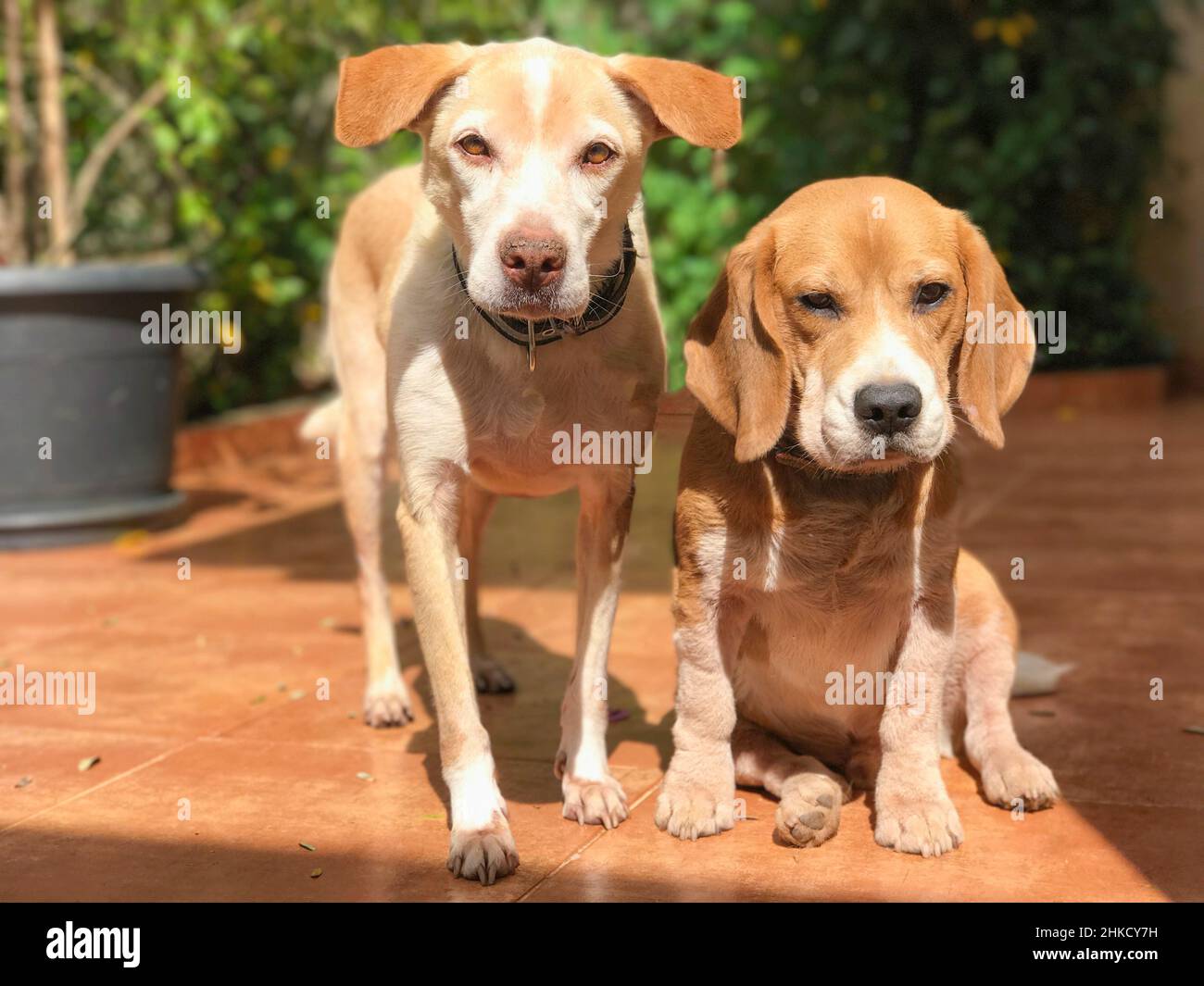 Beagle garden hi-res stock photography and images - Alamy