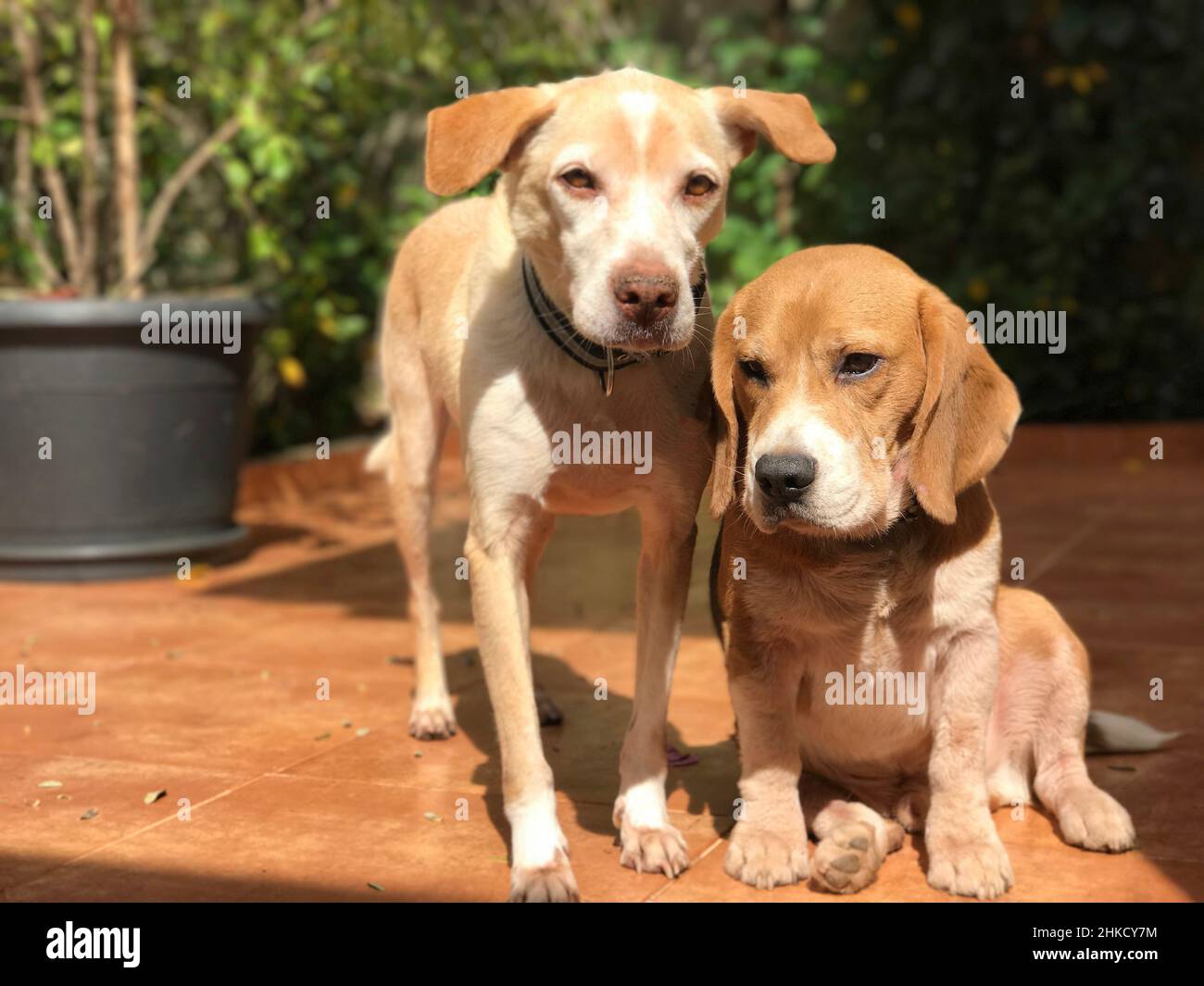 Black Lab Dachshund Beagle Mix