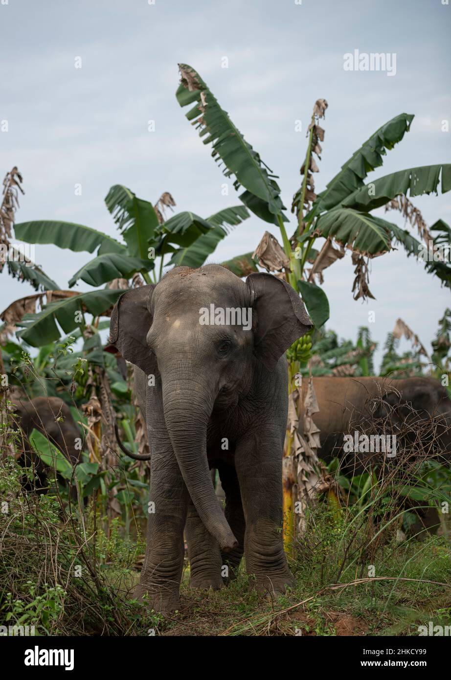 Asian elephants nature trees india hi-res stock photography and images ...