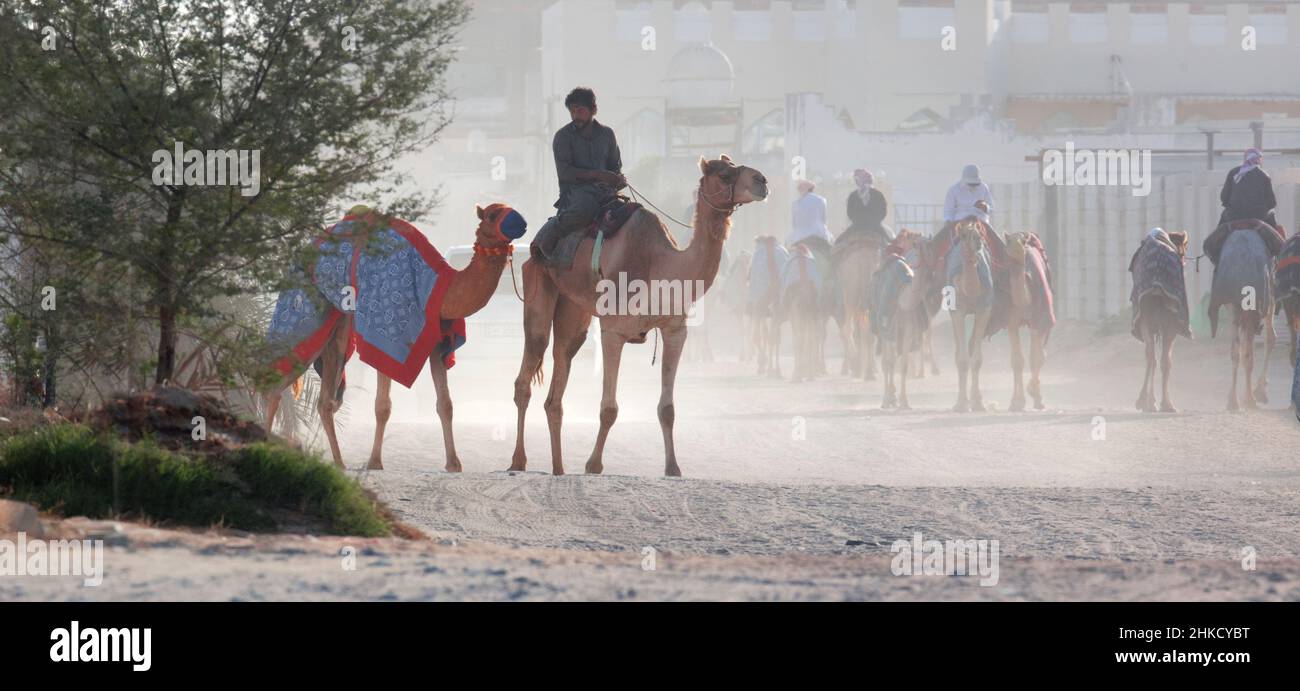 Arabian Camel race at Shahaniya QATAR Stock Photo - Alamy
