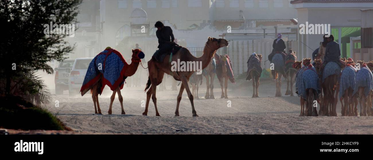 Arabian Camel race at Shahaniya QATAR Stock Photo - Alamy
