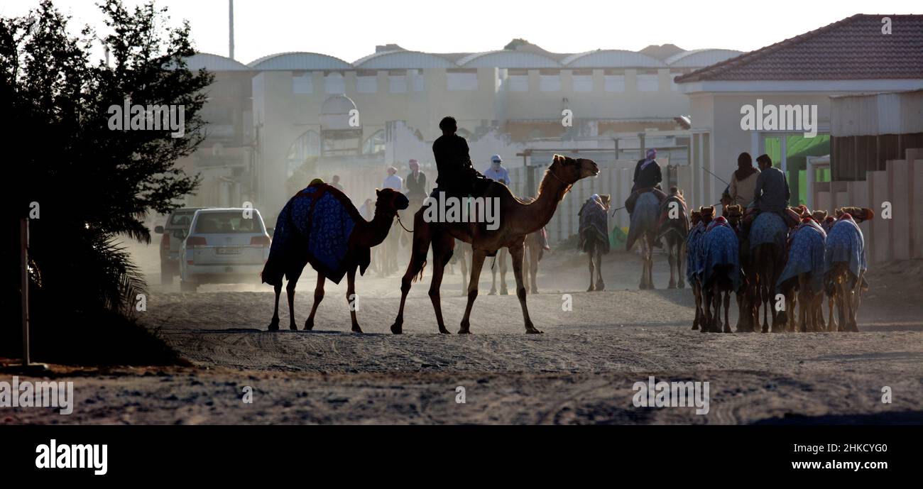 Arabian Camel race at Shahaniya QATAR Stock Photo - Alamy