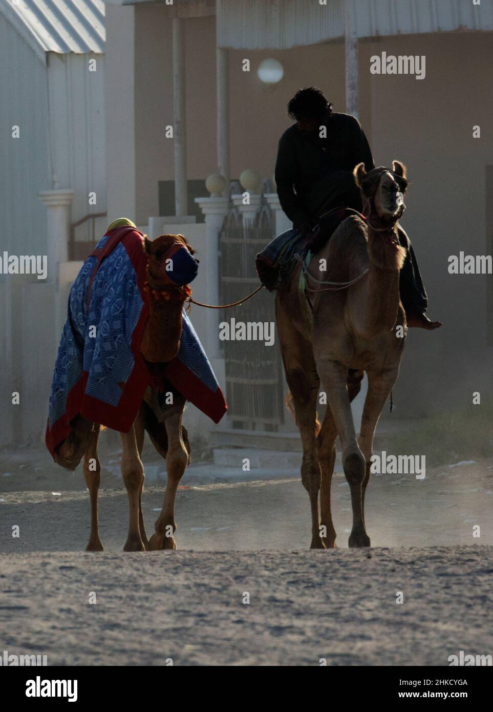 Arabian Camel race at Shahaniya QATAR Stock Photo - Alamy