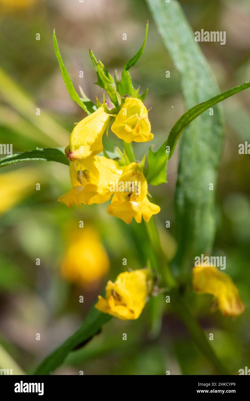 Macro shot of common cow wheat (melampyrum pratense) flowers in bloom ...