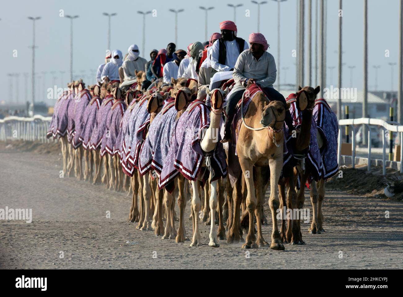 Arabian Camel race at Shahaniya QATAR Stock Photo - Alamy