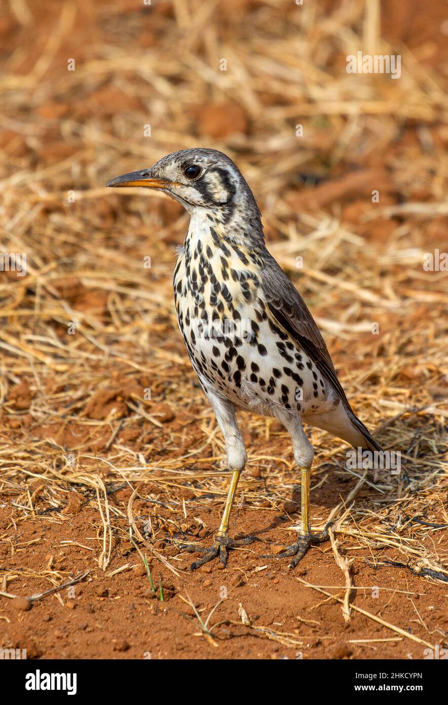 Groundscraper Thrush, Kruger National Park Stock Photo - Alamy