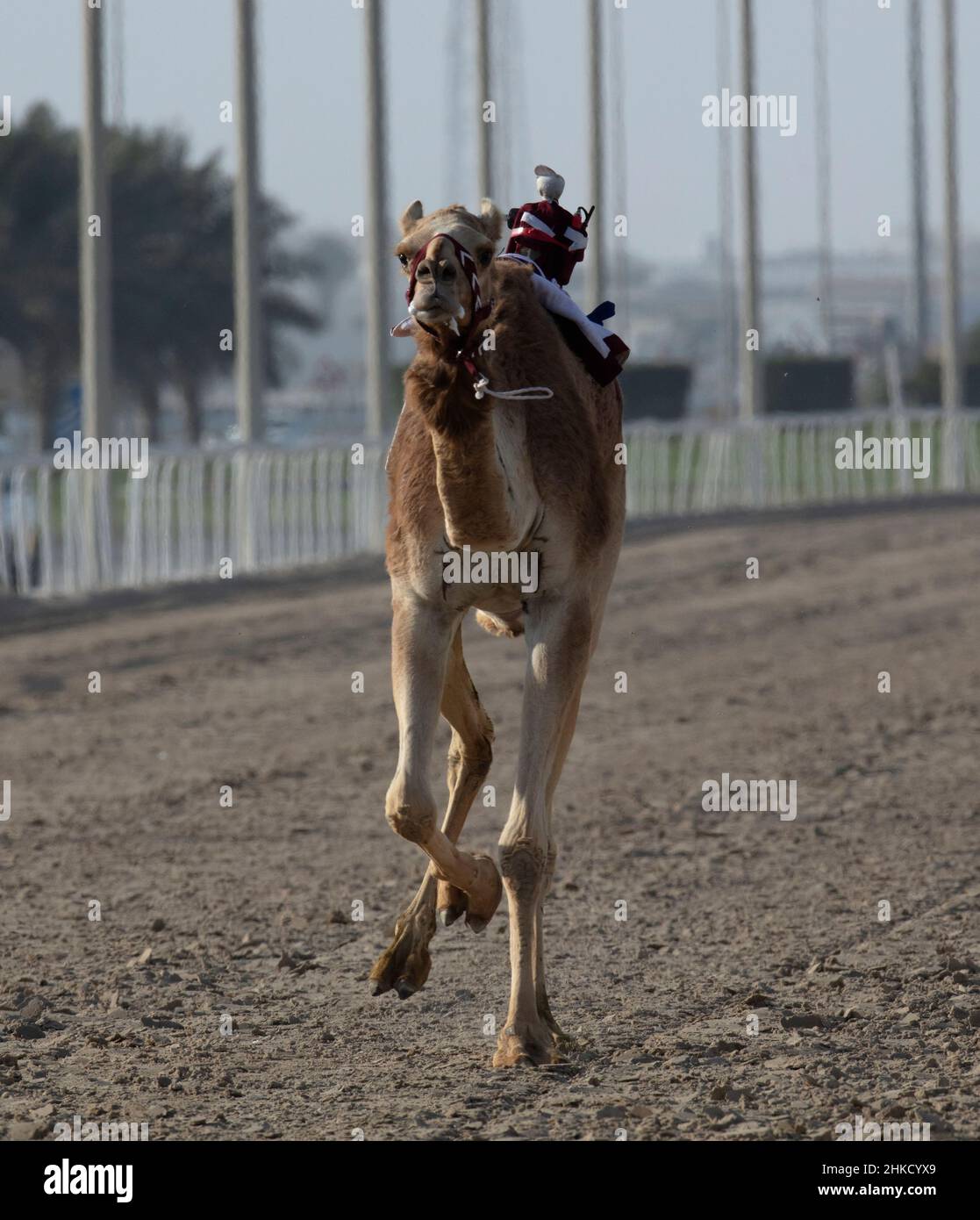 Arabian Camel race at Shahaniya QATAR Stock Photo - Alamy