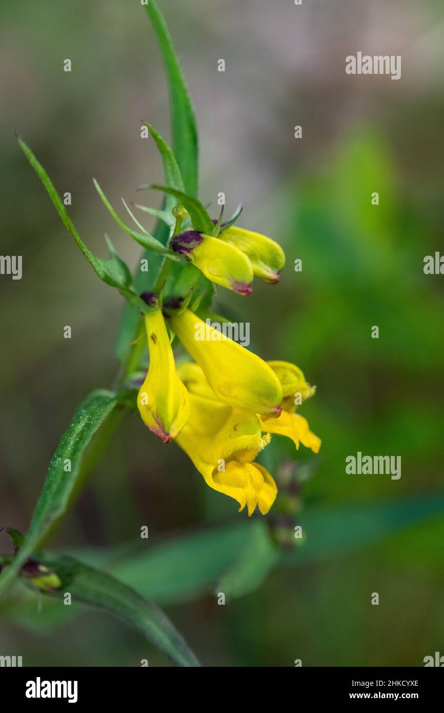 Macro shot of common cow wheat (melampyrum pratense) flowers in bloom ...