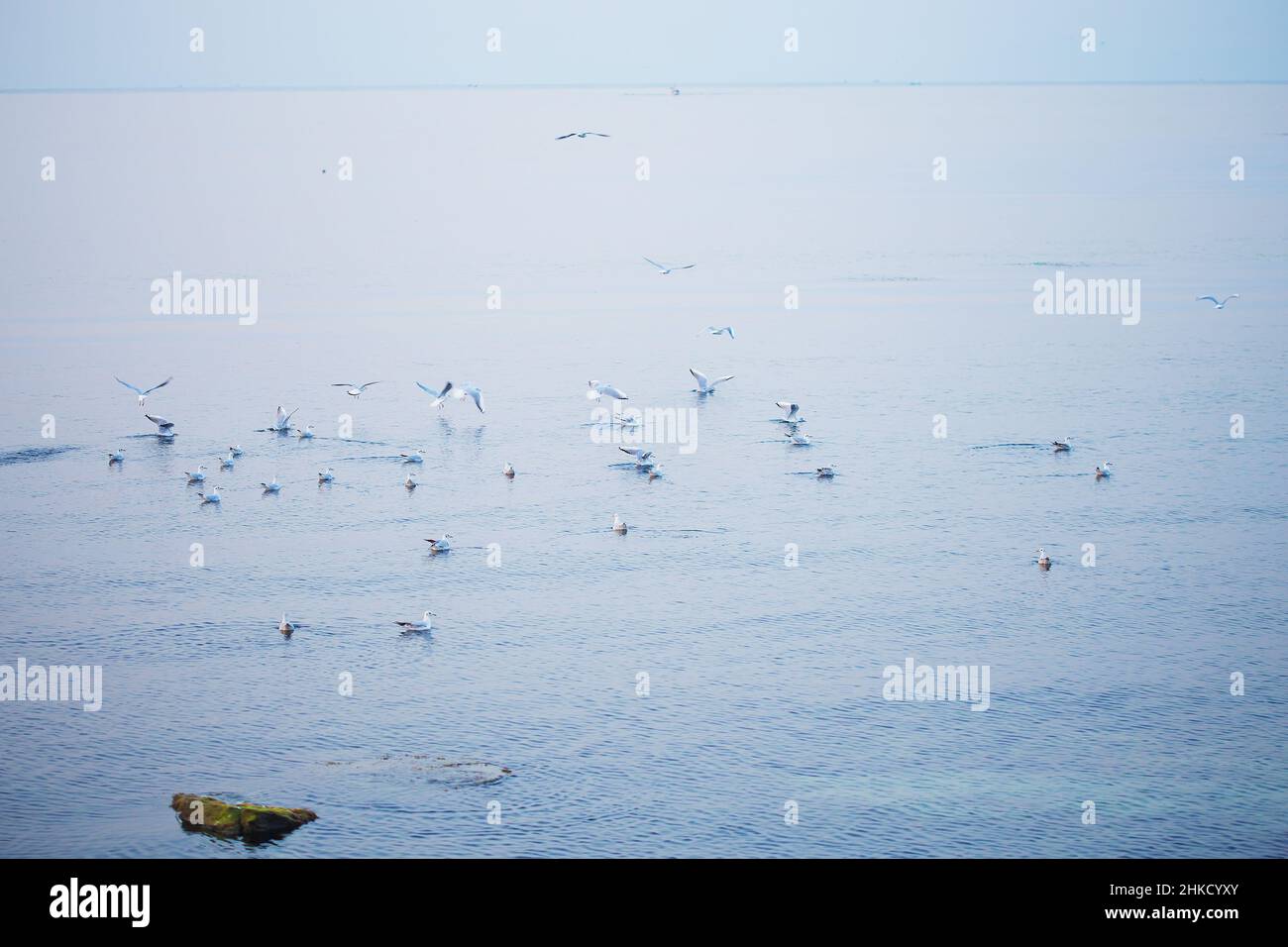 A flock of gulls takes off from the rocks near the sea Stock Photo - Alamy