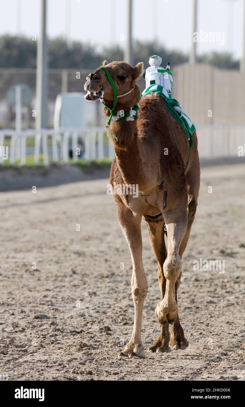 Arabian Camel race at Shahaniya QATAR Stock Photo - Alamy