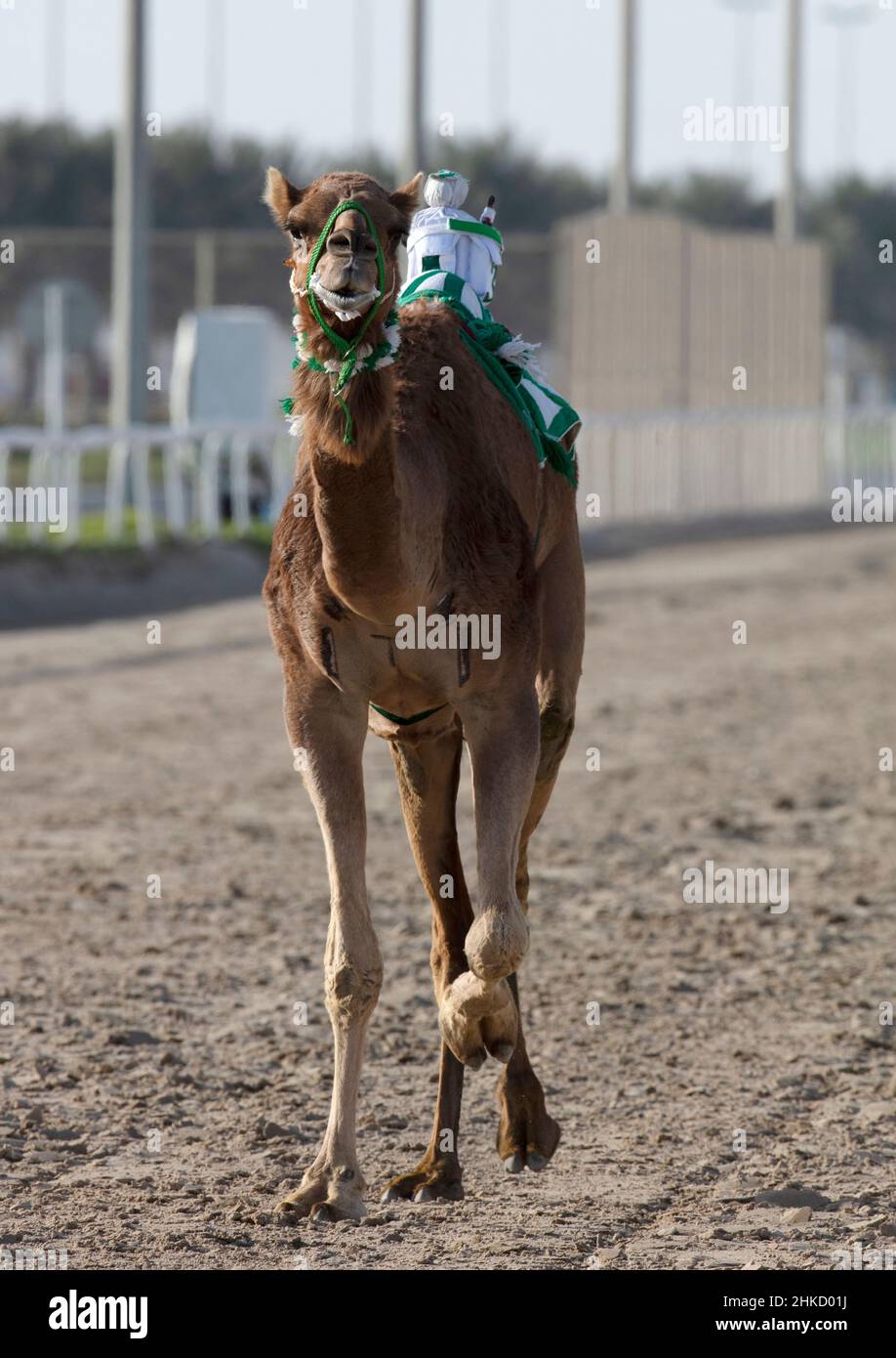 Arabian Camel race at Shahaniya QATAR Stock Photo - Alamy