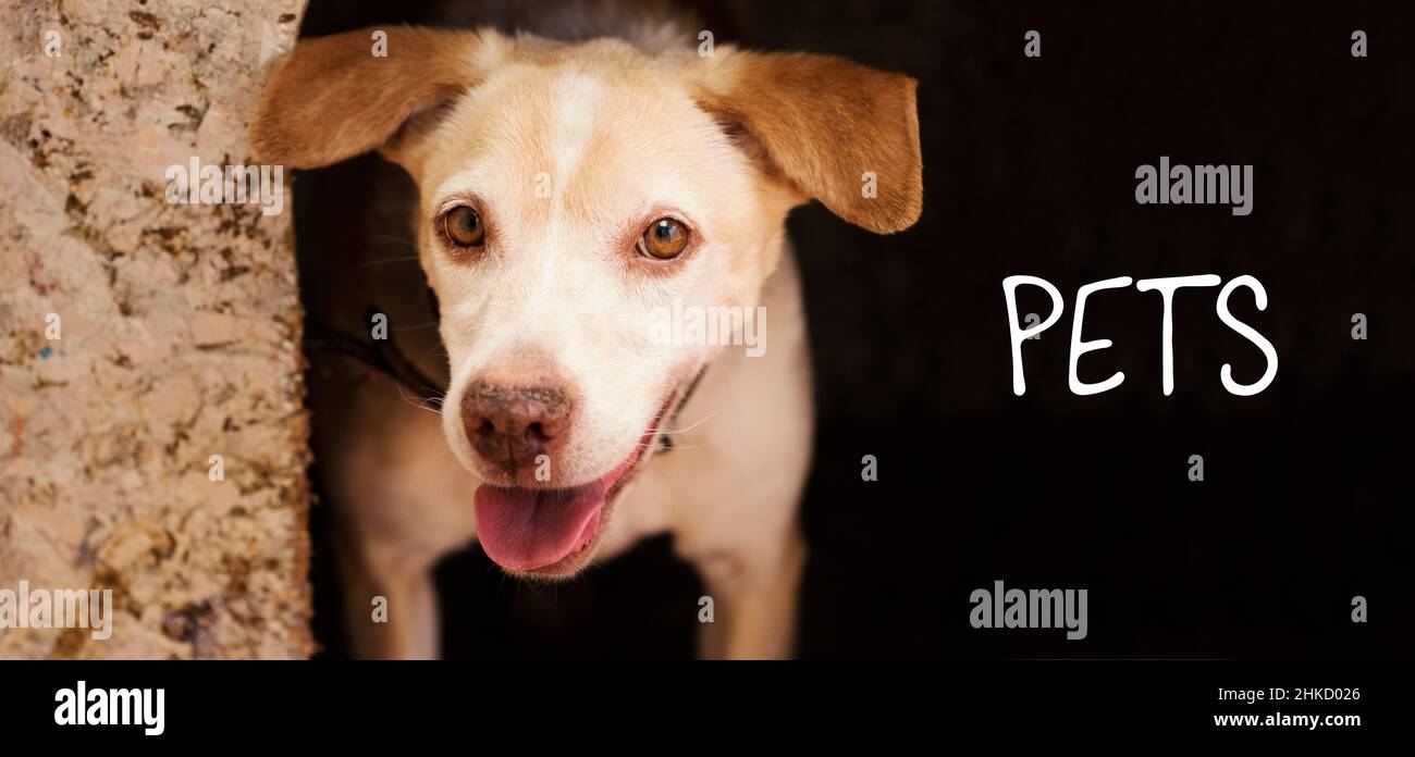 Happy labrador puppy in the doghouse with the word "pets" written on ...