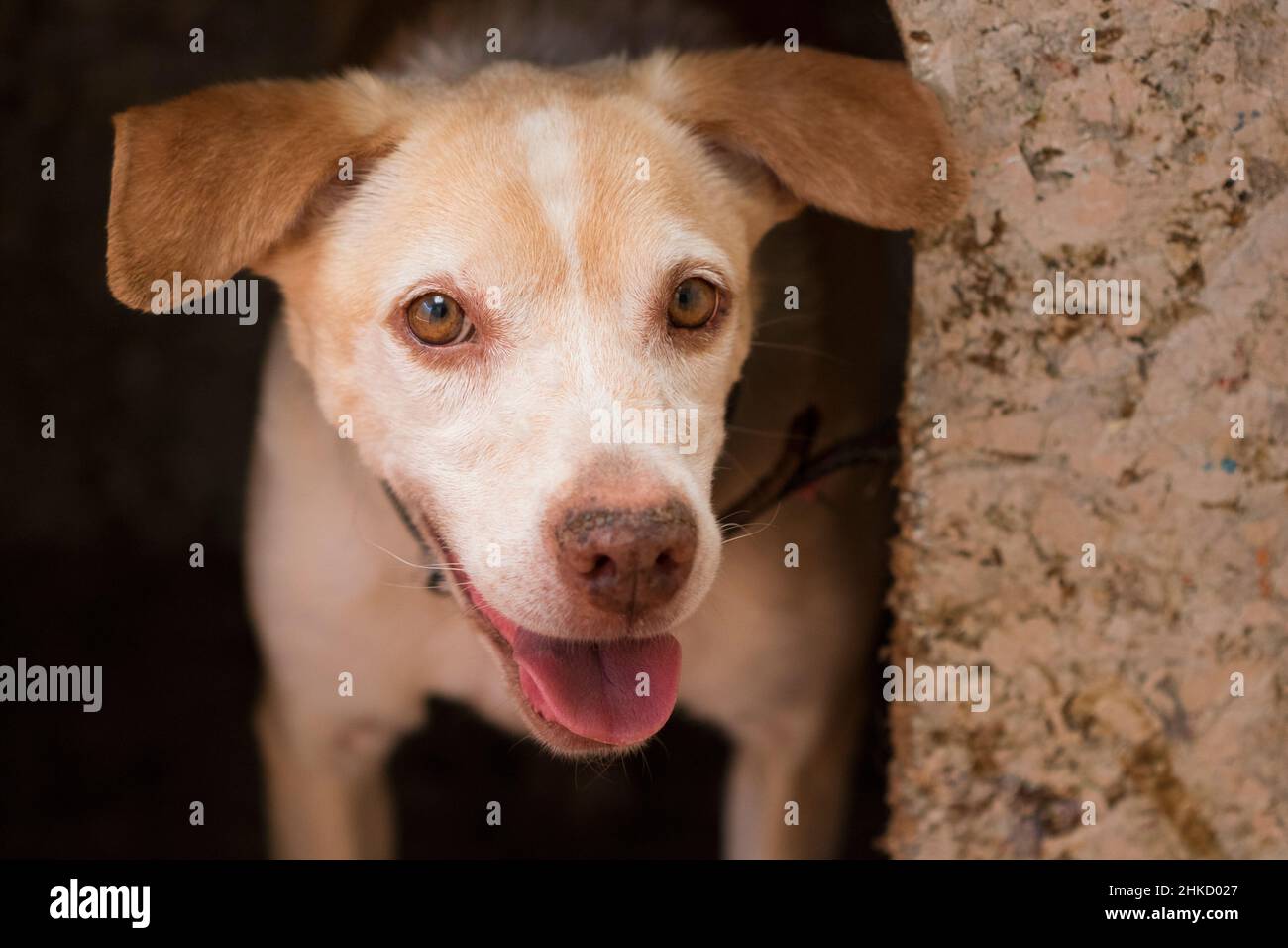 Happy labrador dog in dog house. Smiling dog in home garden Stock Photo ...