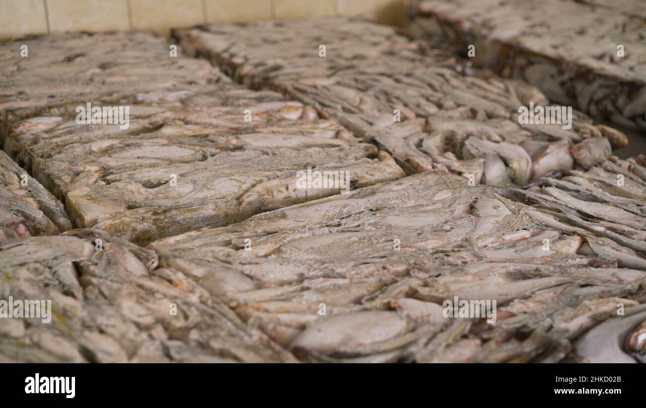 Frozen fish with ice at the production factory. Fish factory sorting ...