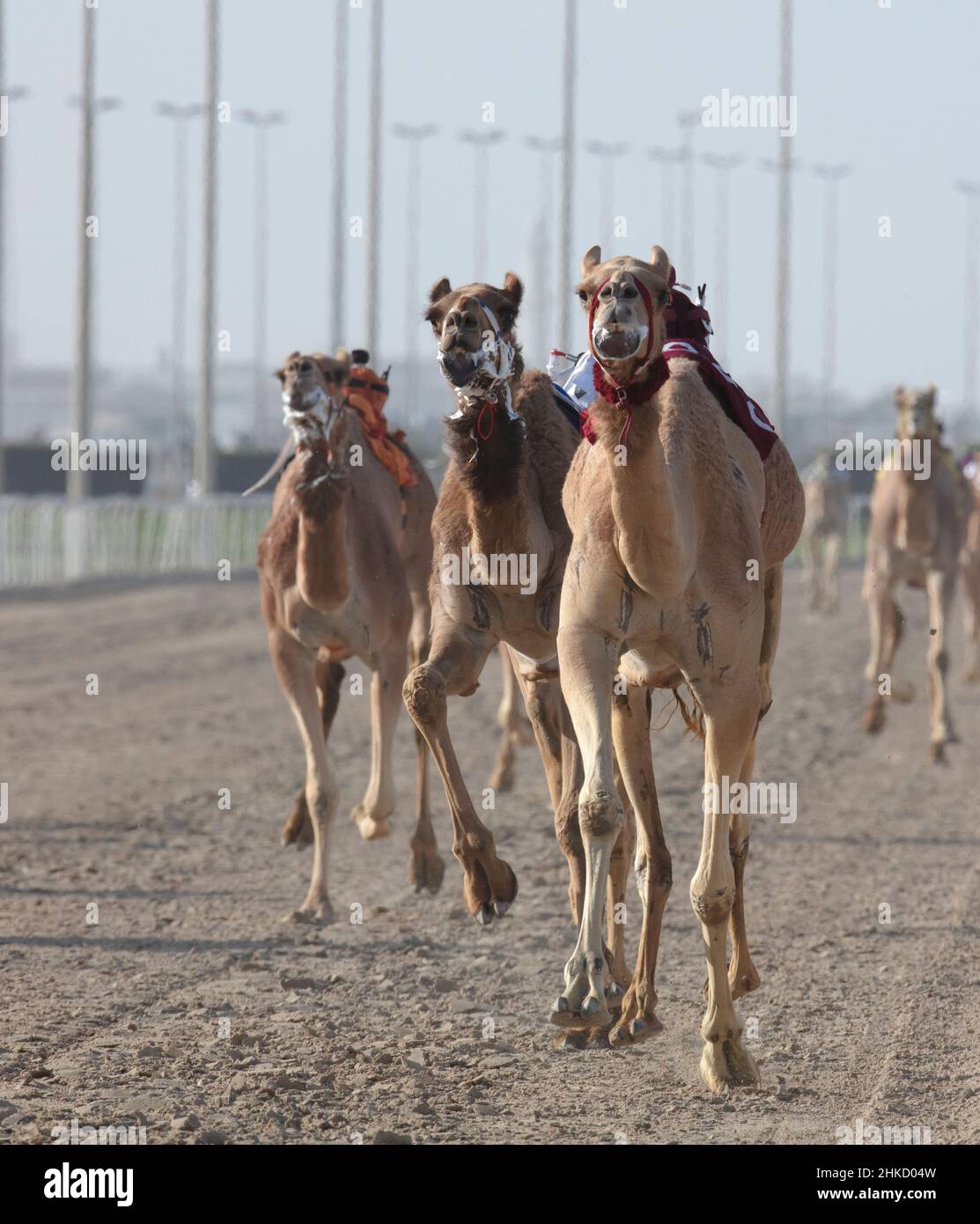 Arabian Camel race at Shahaniya QATAR Stock Photo - Alamy