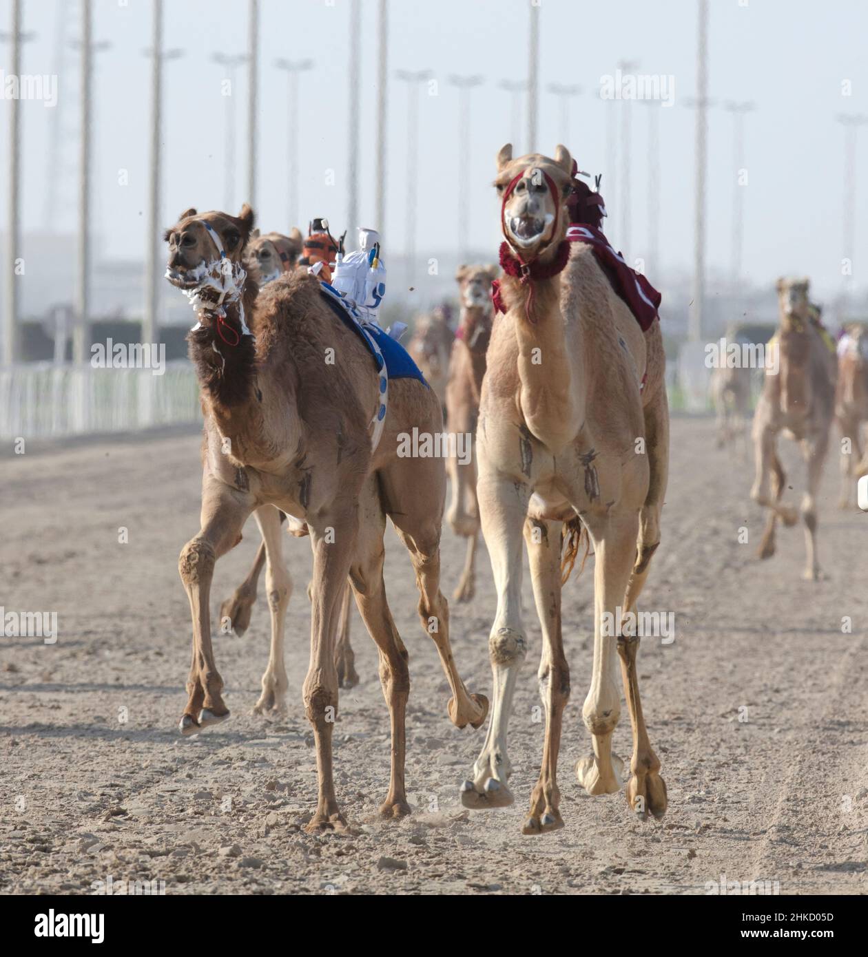 Arabian Camel race at Shahaniya QATAR Stock Photo - Alamy