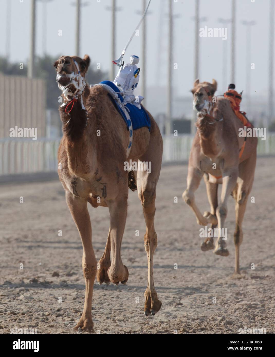 Arabian Camel race at Shahaniya QATAR Stock Photo - Alamy