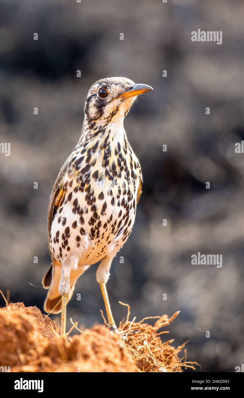 Groundscraper Thrush, Kruger National Park Stock Photo - Alamy