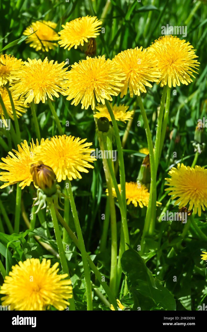 Blooming dandelions. Yellow dandelion flowers on the spring lawn Stock ...