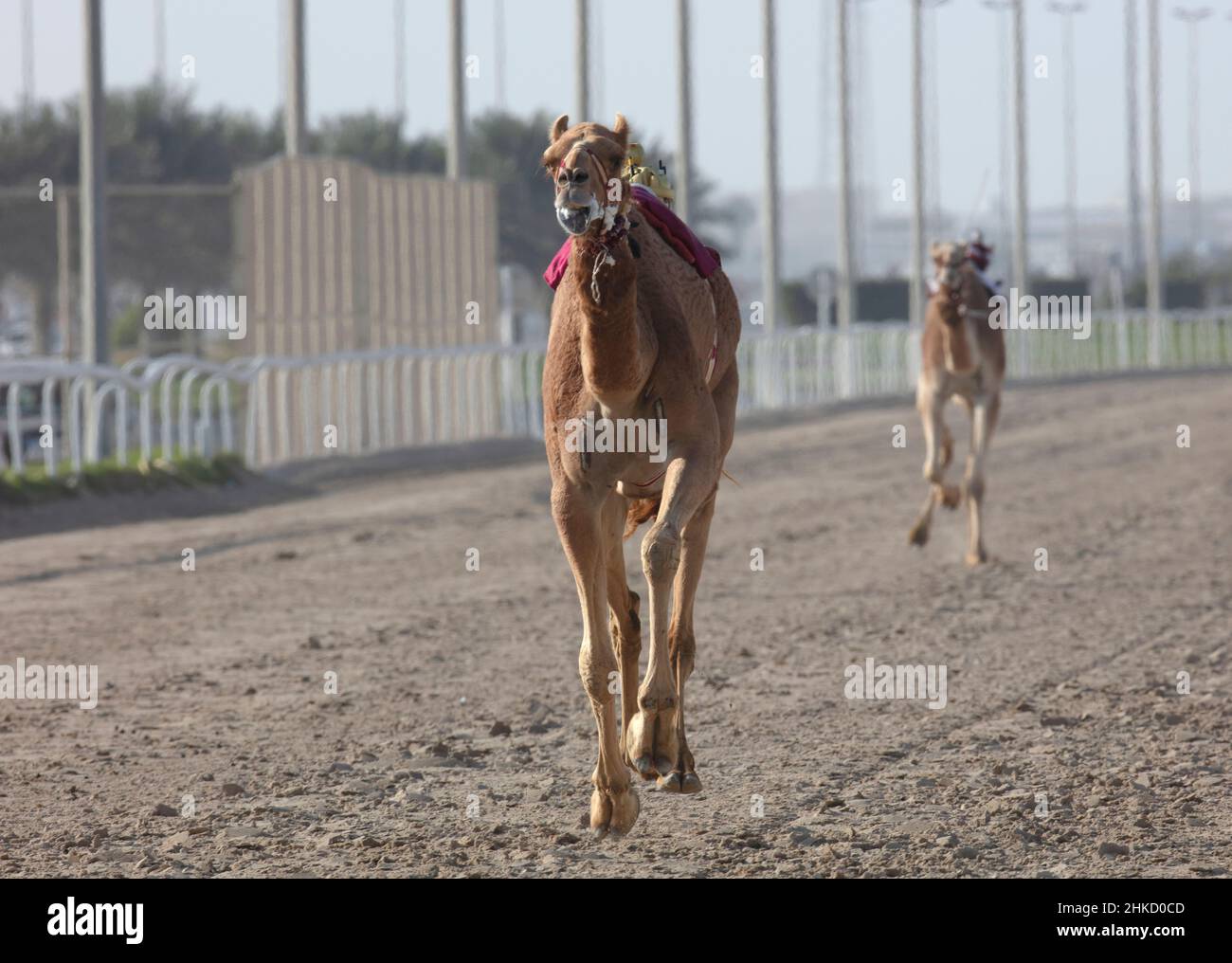 Arabian Camel race at Shahaniya QATAR Stock Photo - Alamy